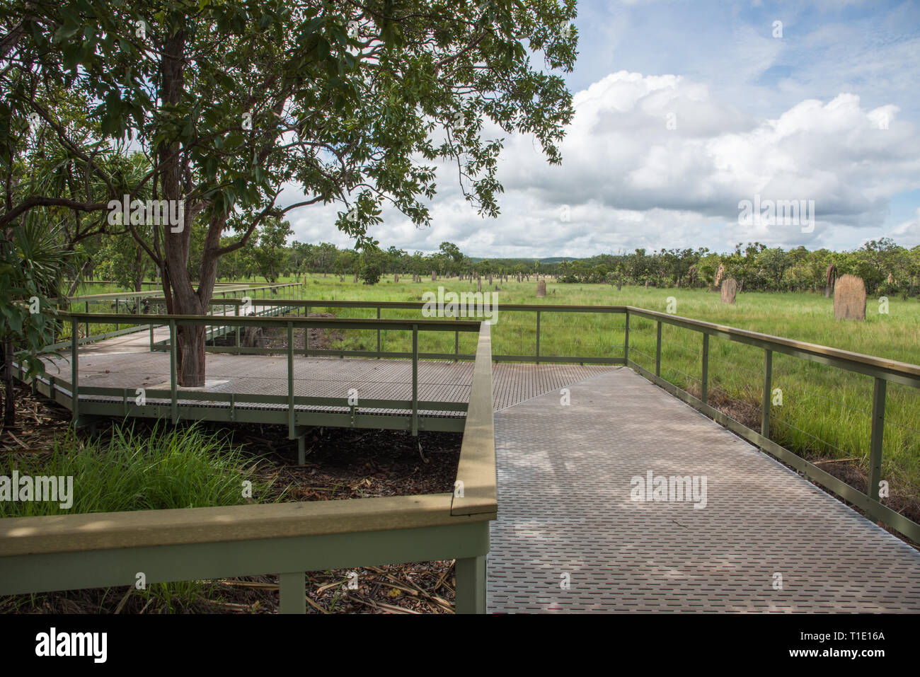 View of the flat, magnetic termite mounds from zig-zag path in the ...