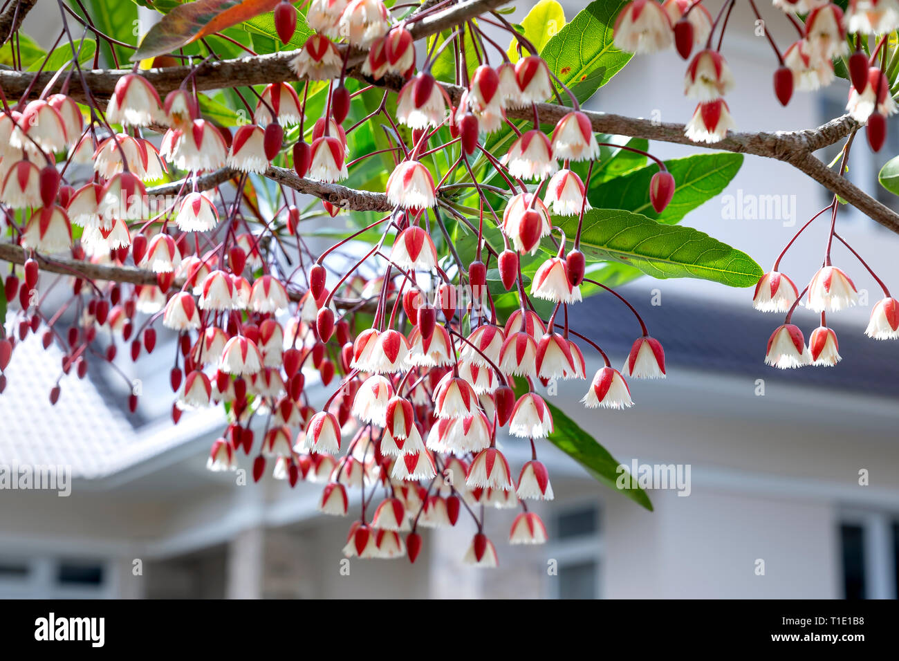 Elaeocarpaceae, bloom on the beautiful tree Stock Photo - Alamy