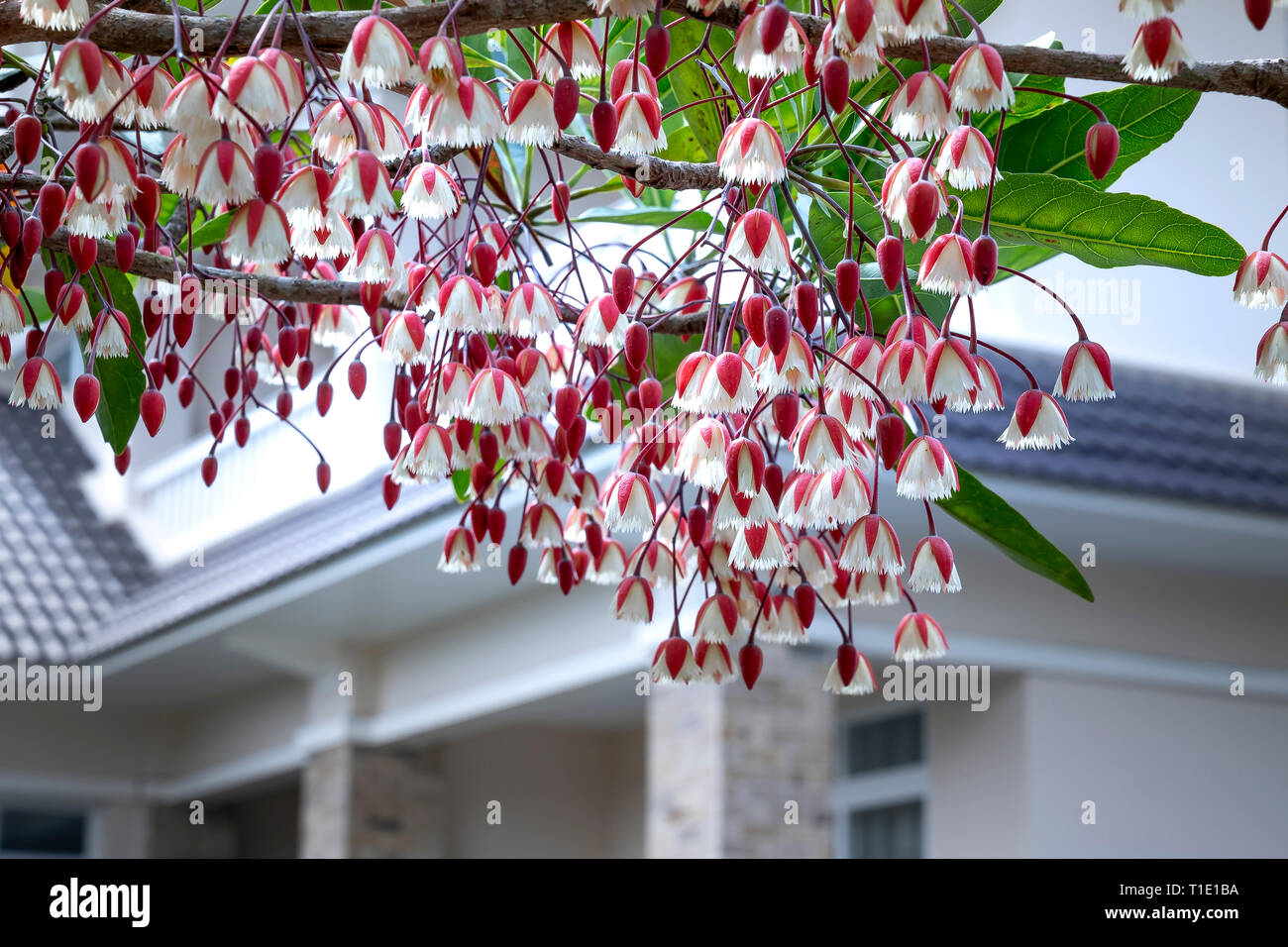 Elaeocarpaceae hi-res stock photography and images - Alamy