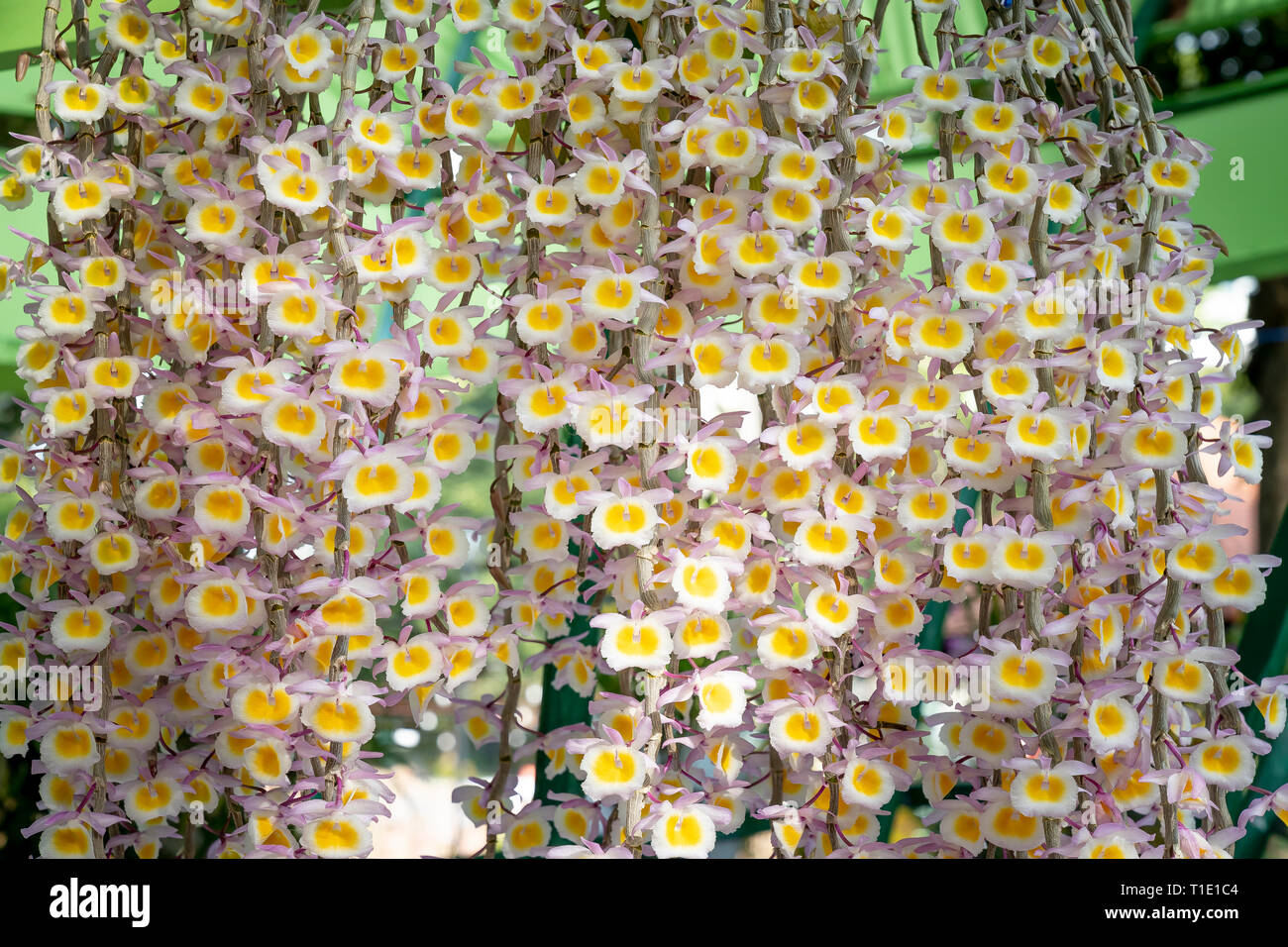 Dendrobium aphyllum orchid flowers , beautiful natural orchid in the ...