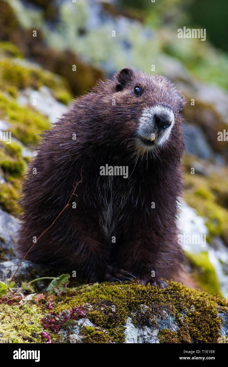 Adorable marmots hi-res stock photography and images - Alamy