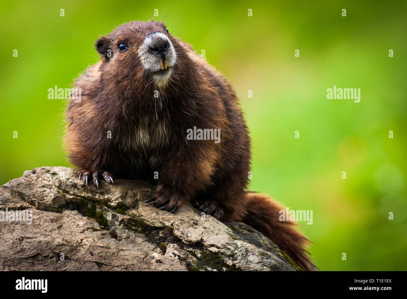 Vancouver island marmots hi-res stock photography and images - Alamy
