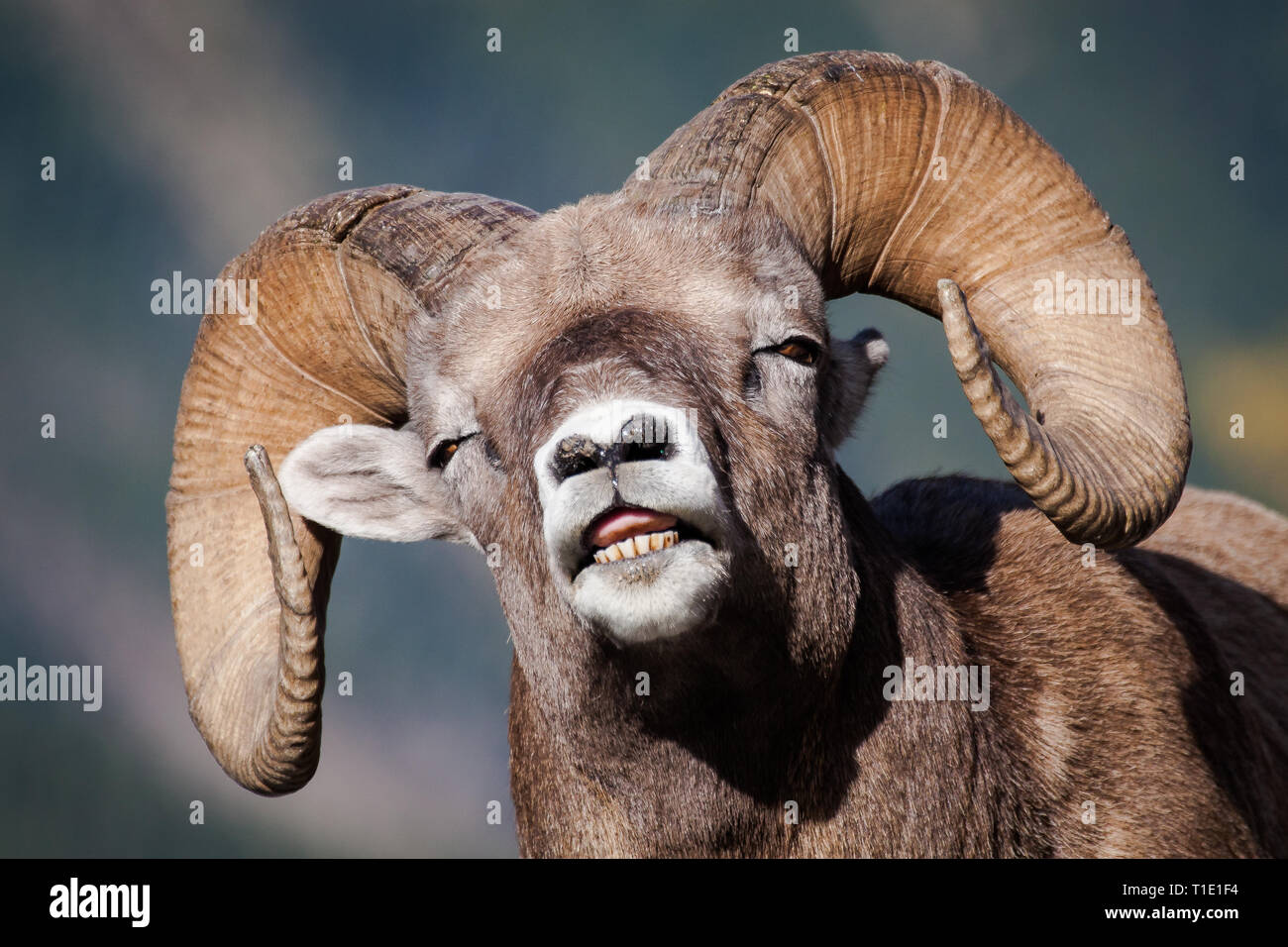 Trophy bighorn sheep hi-res stock photography and images - Alamy