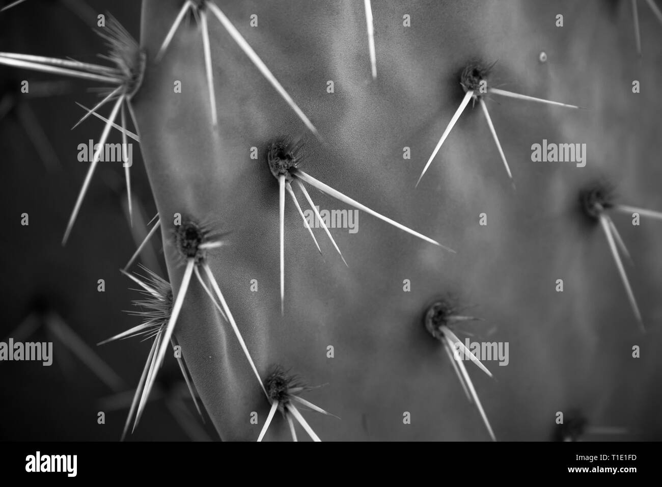 Saguaro cactus Black and White Stock Photos & Images - Alamy