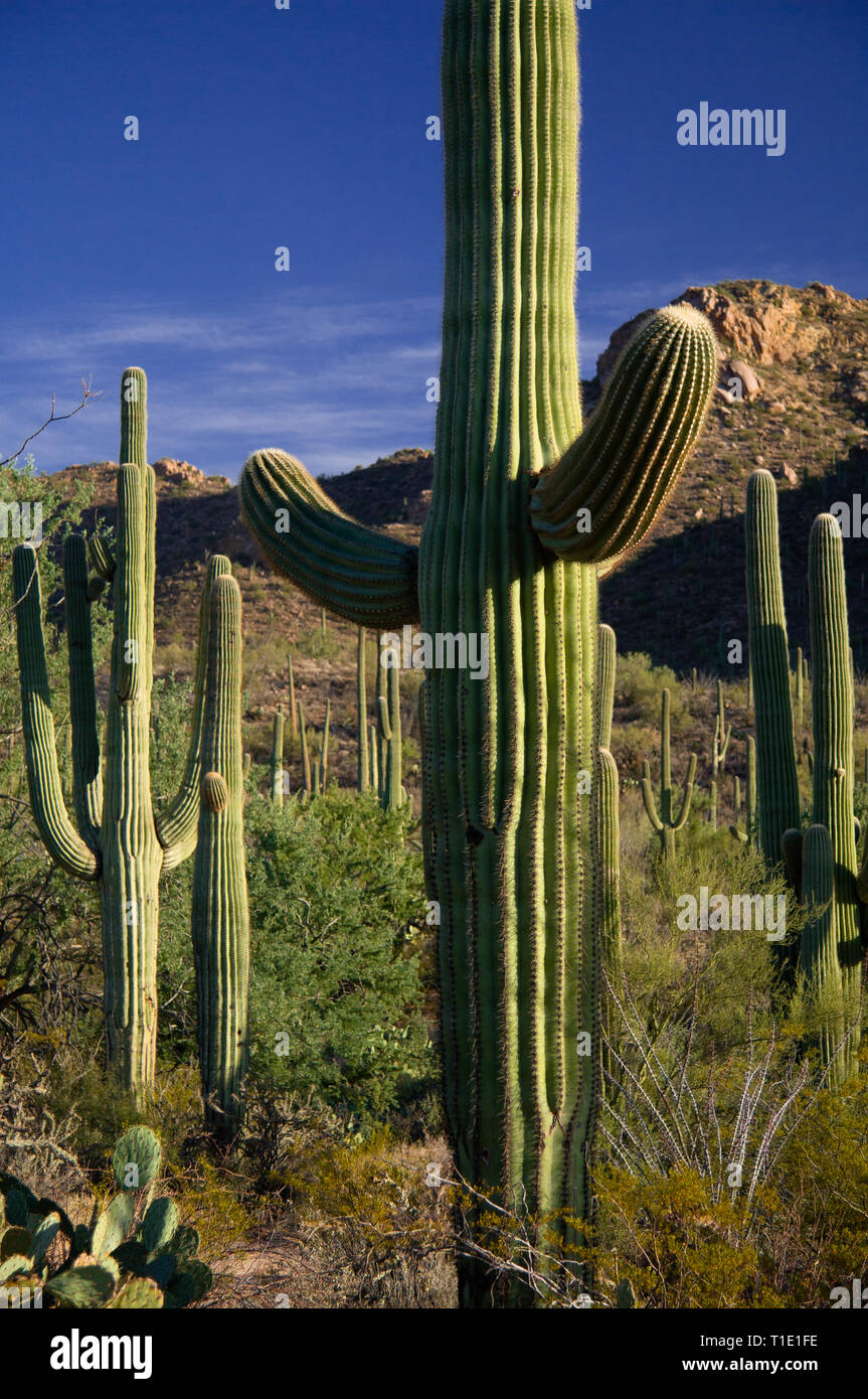 Wild west collection set western hi-res stock photography and images ...