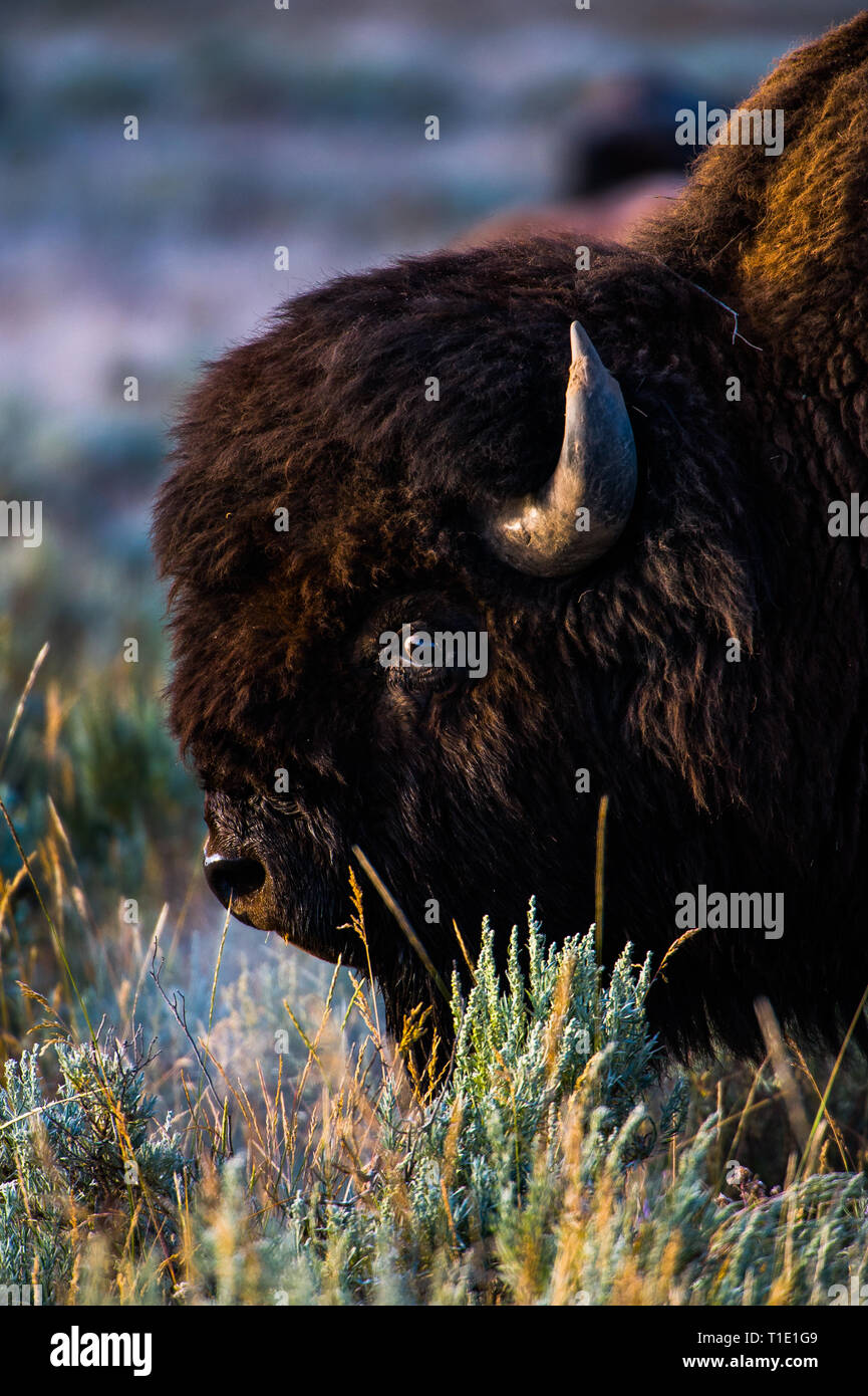 Bison breath breathing hi-res stock photography and images - Alamy