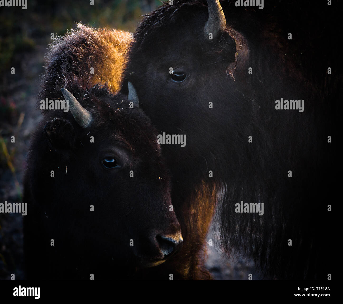 Graze child mother hi-res stock photography and images - Alamy