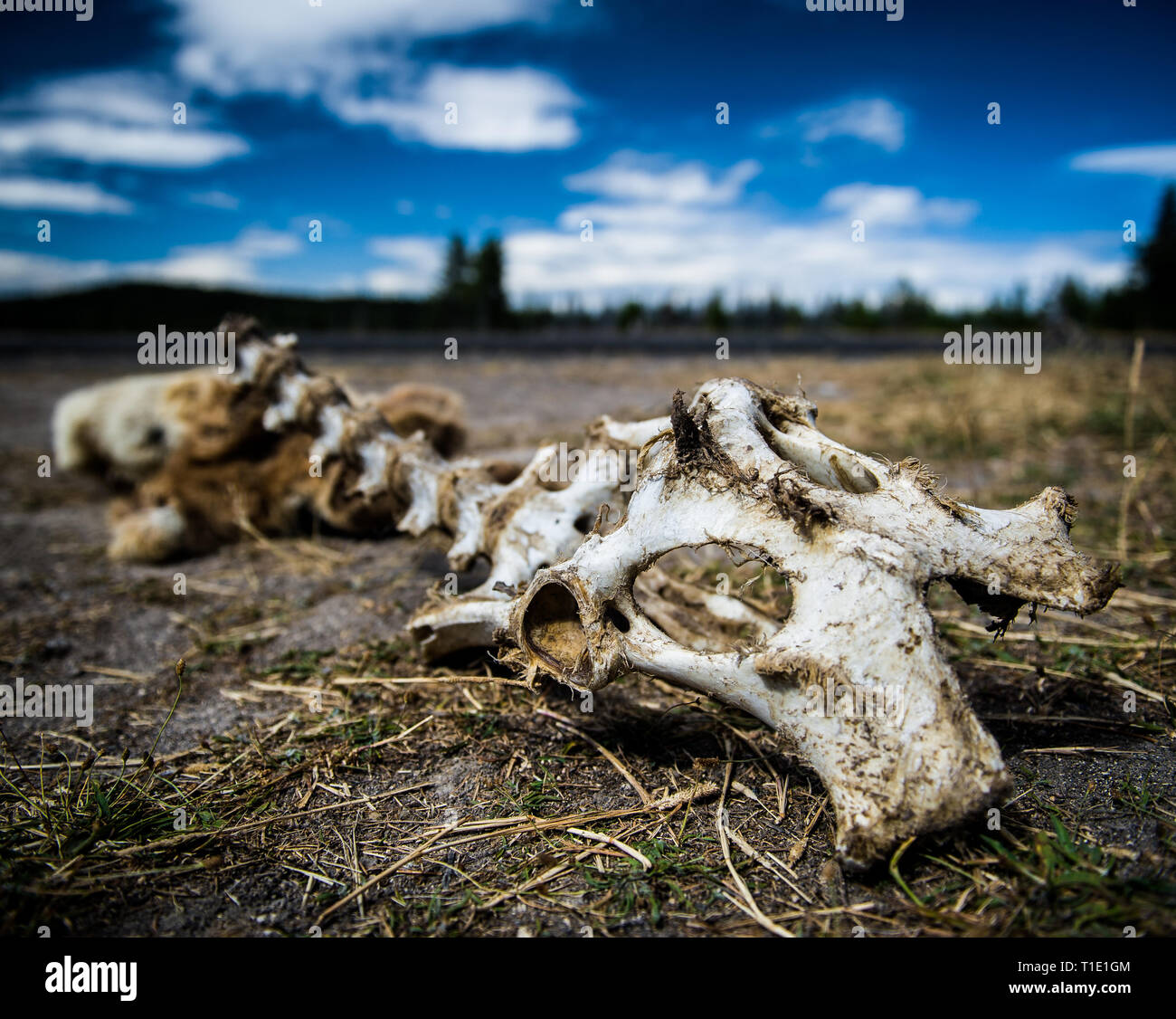 Carcass animal desert hi-res stock photography and images - Alamy