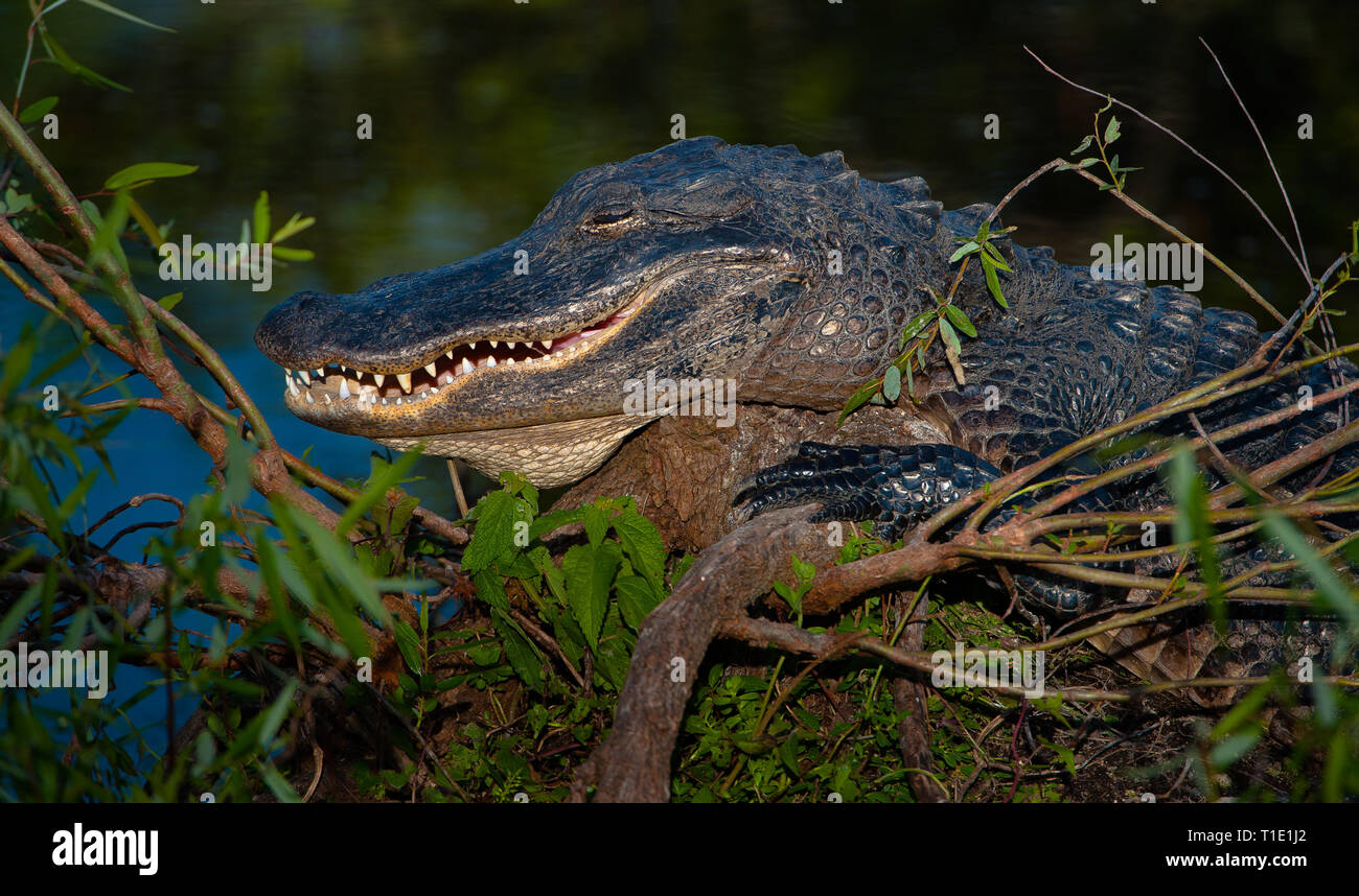 The Happy Alligator Stock Photo - Alamy