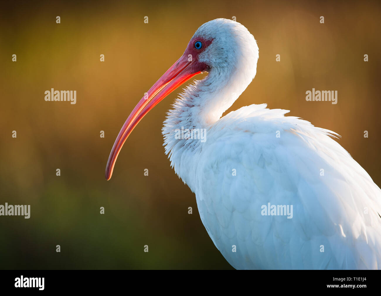 American white ibis closeup hi-res stock photography and images - Alamy
