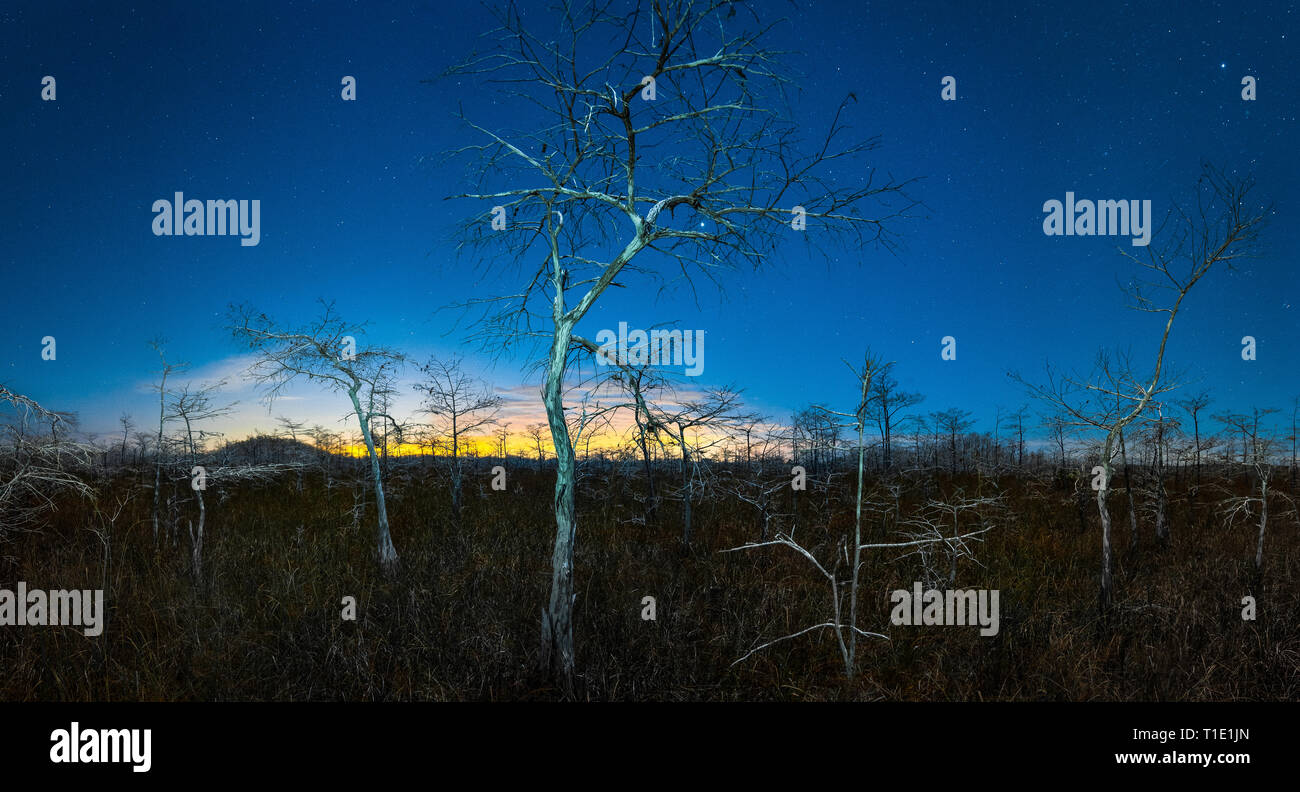 Creepy forest cypress hi-res stock photography and images - Alamy