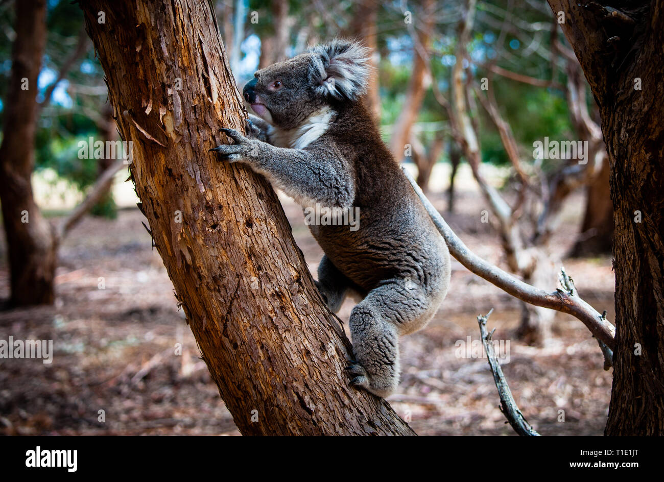 Koala climbing a tree at the Koala Sanctuary on Kangaroo Island Stock ...