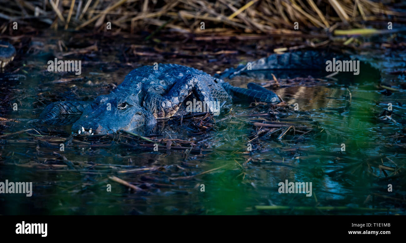 American Alligator basking in the shallow marsh at The Anhinga Trail ...