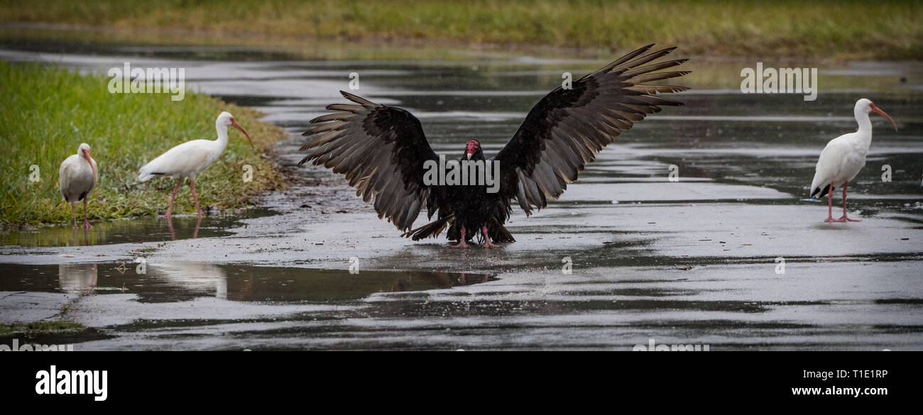 White ibis everglades national park hi-res stock photography and images ...