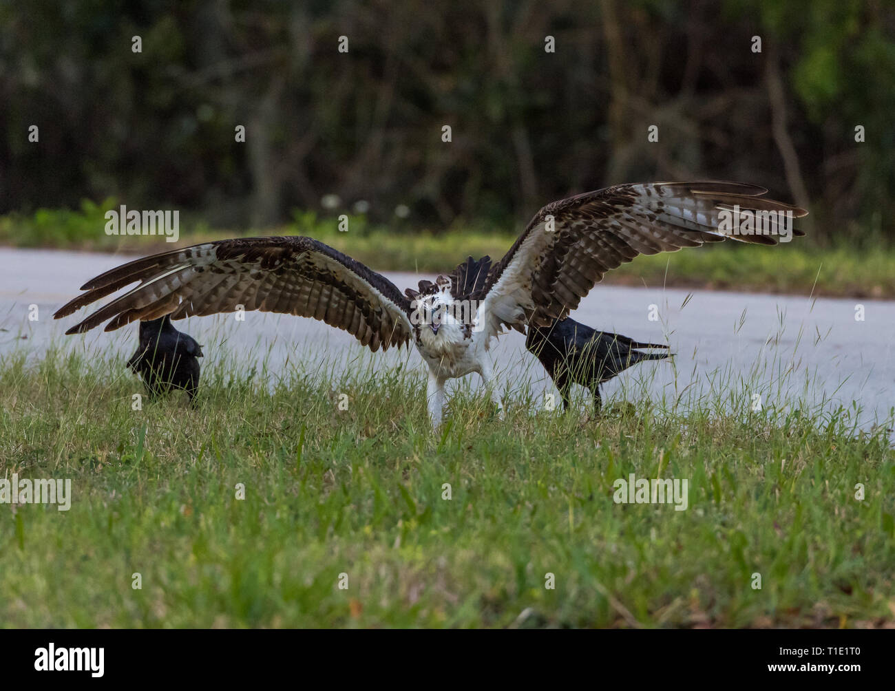 Crows gang up on an osprey to separate it from the fish it caught that ...