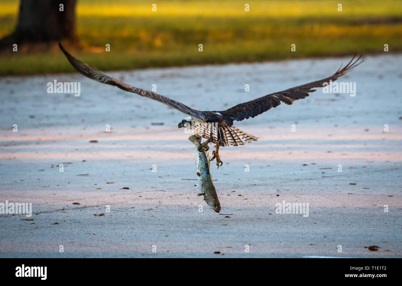 Osprey dragging heavy fish in Everglades National Park, Florida Stock ...