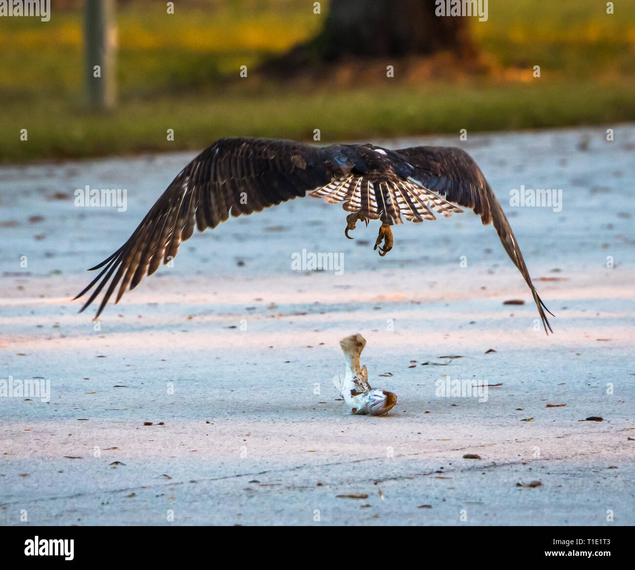 Osprey dragging heavy fish in Everglades National Park, Florida Stock ...