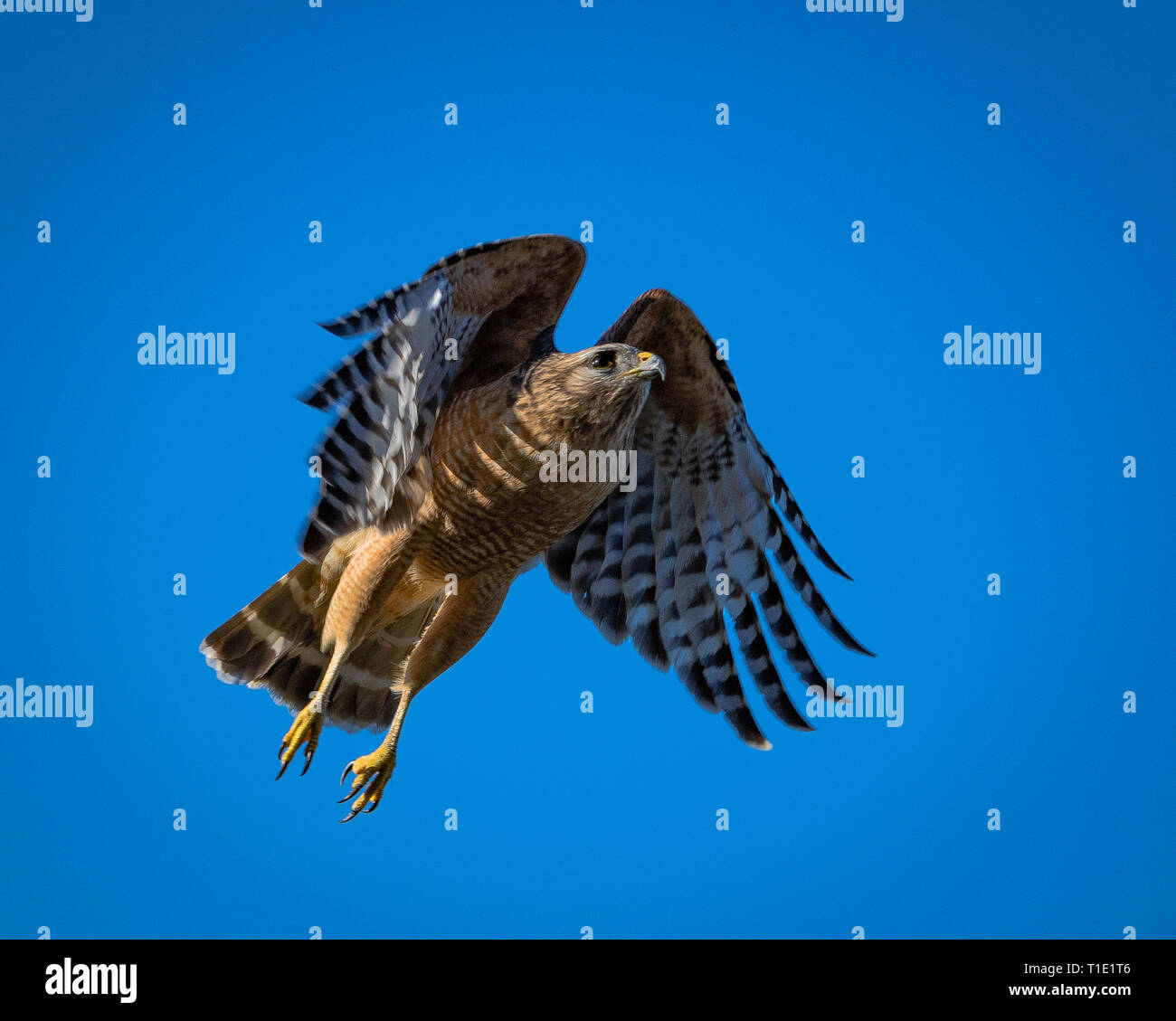 North american red shouldered hawk hi-res stock photography and images ...