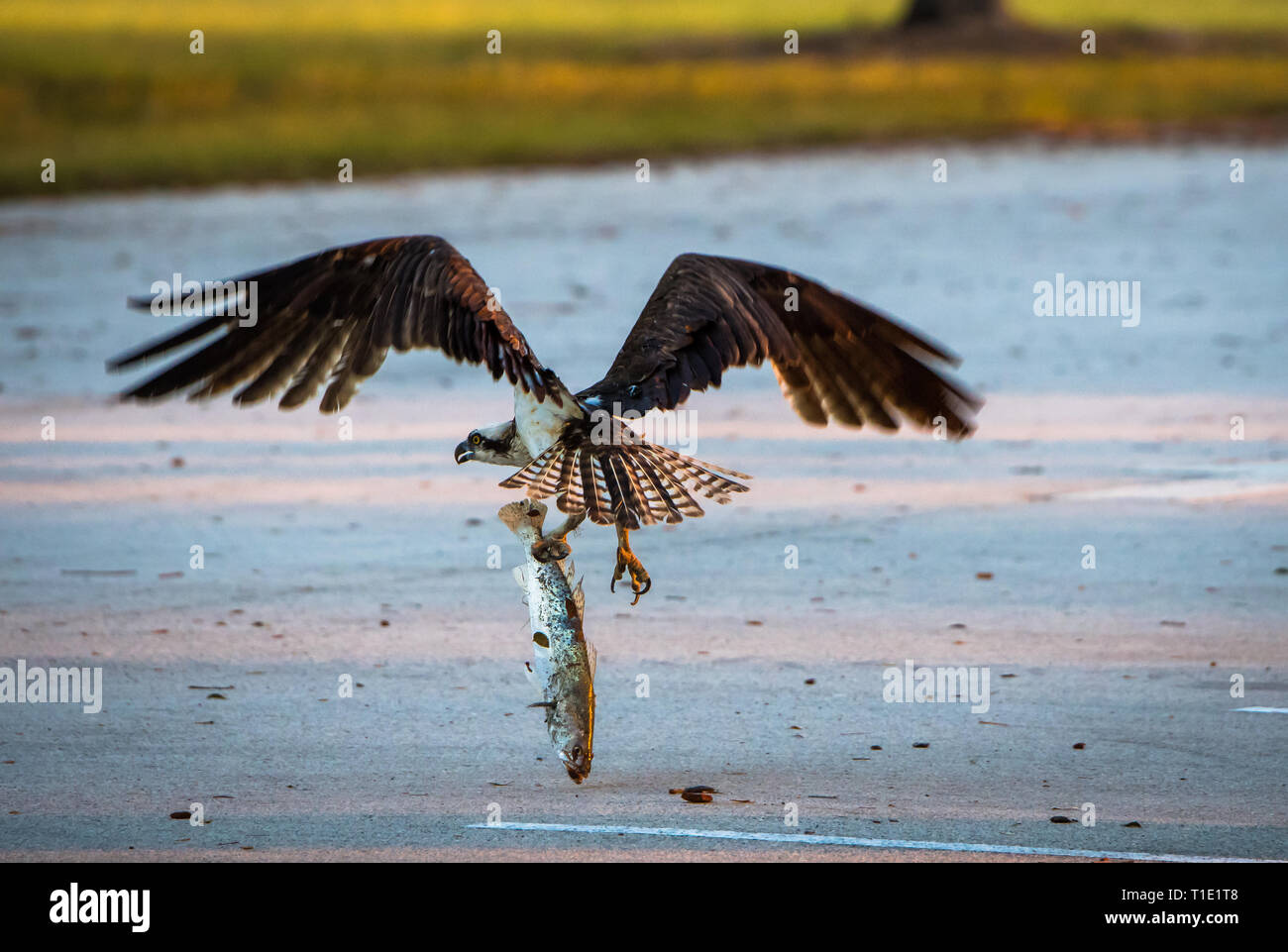 Osprey dragging heavy fish in Everglades National Park, Florida Stock ...