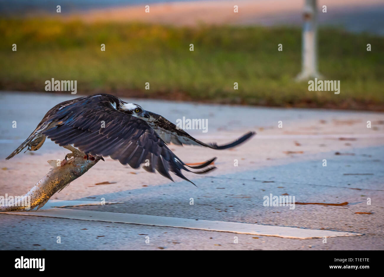 Dragging wings hi-res stock photography and images - Alamy