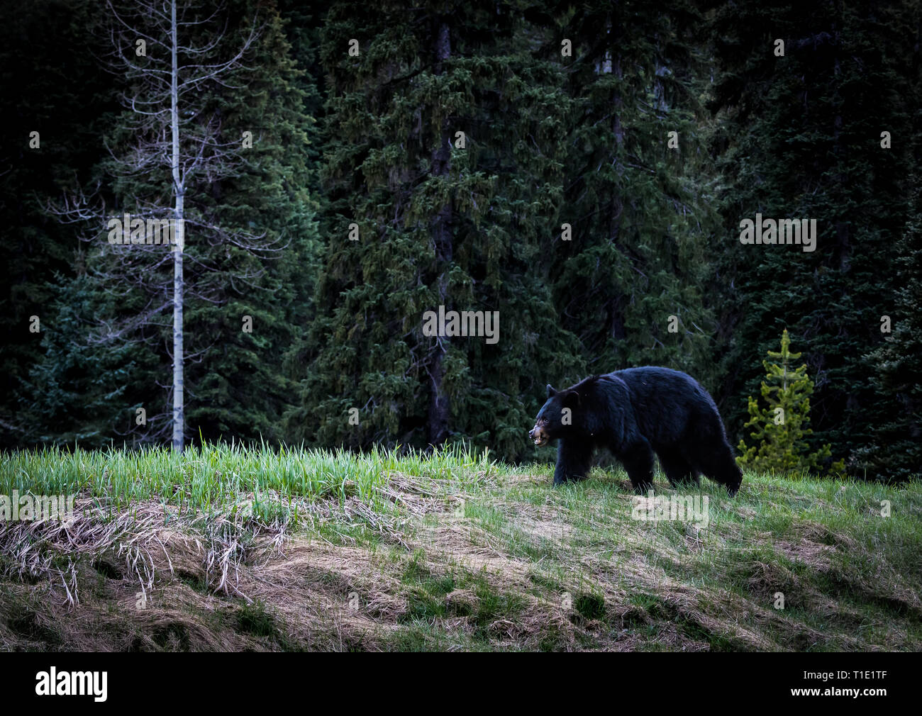 Black bear with face damaged from a fight with another bear stalks the ...