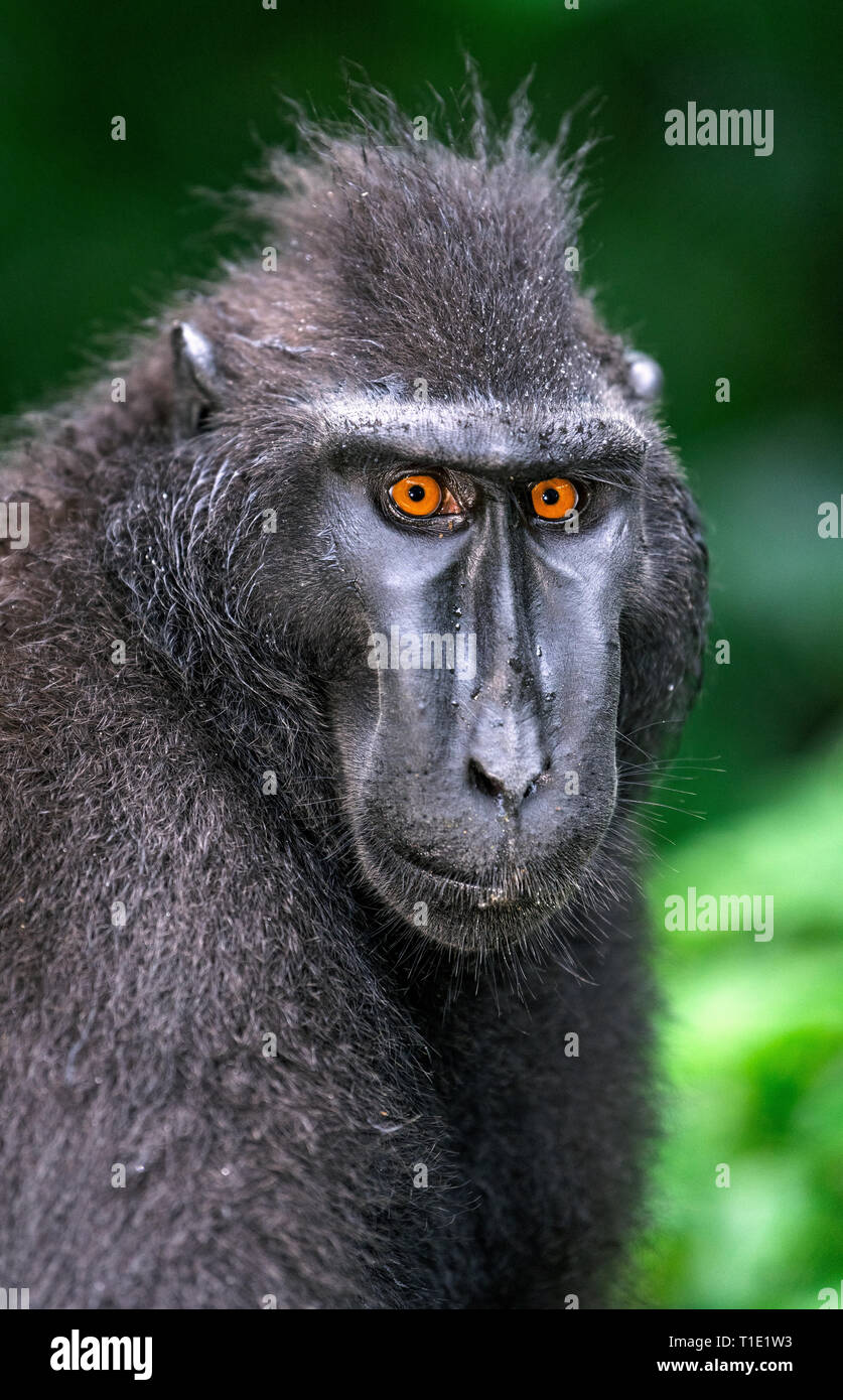 The Celebes crested macaque. Front view, Close up portrait. Green ...