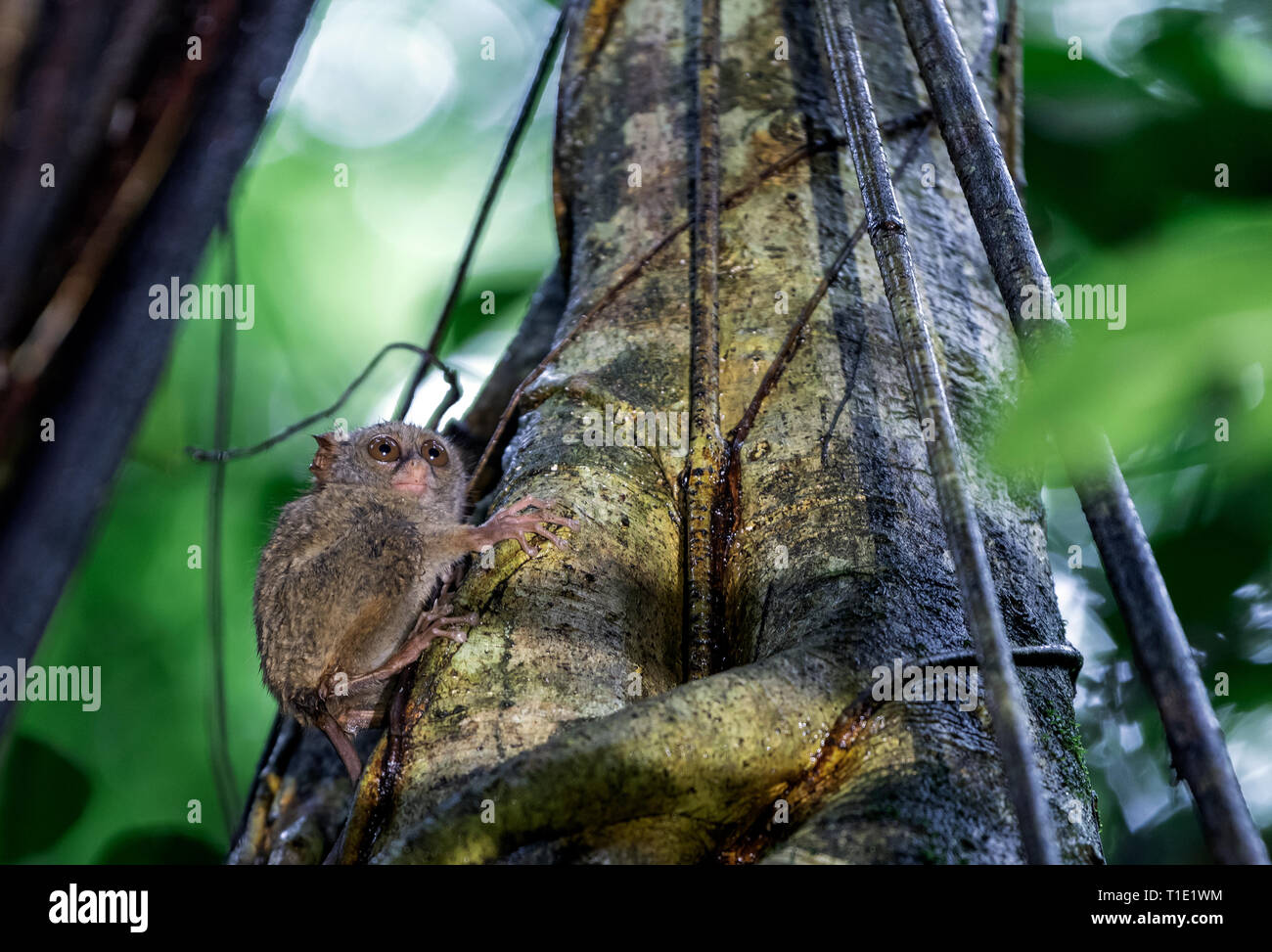 The spectral tarsier on the tree. Scientific name: Tarsius spectrum ...