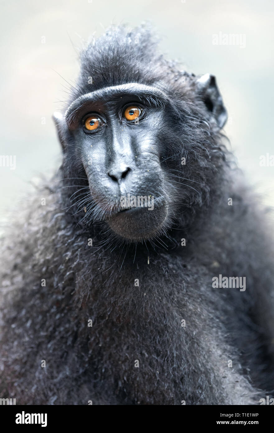 The Celebes crested macaque . Close up portrait. Crested black macaque ...