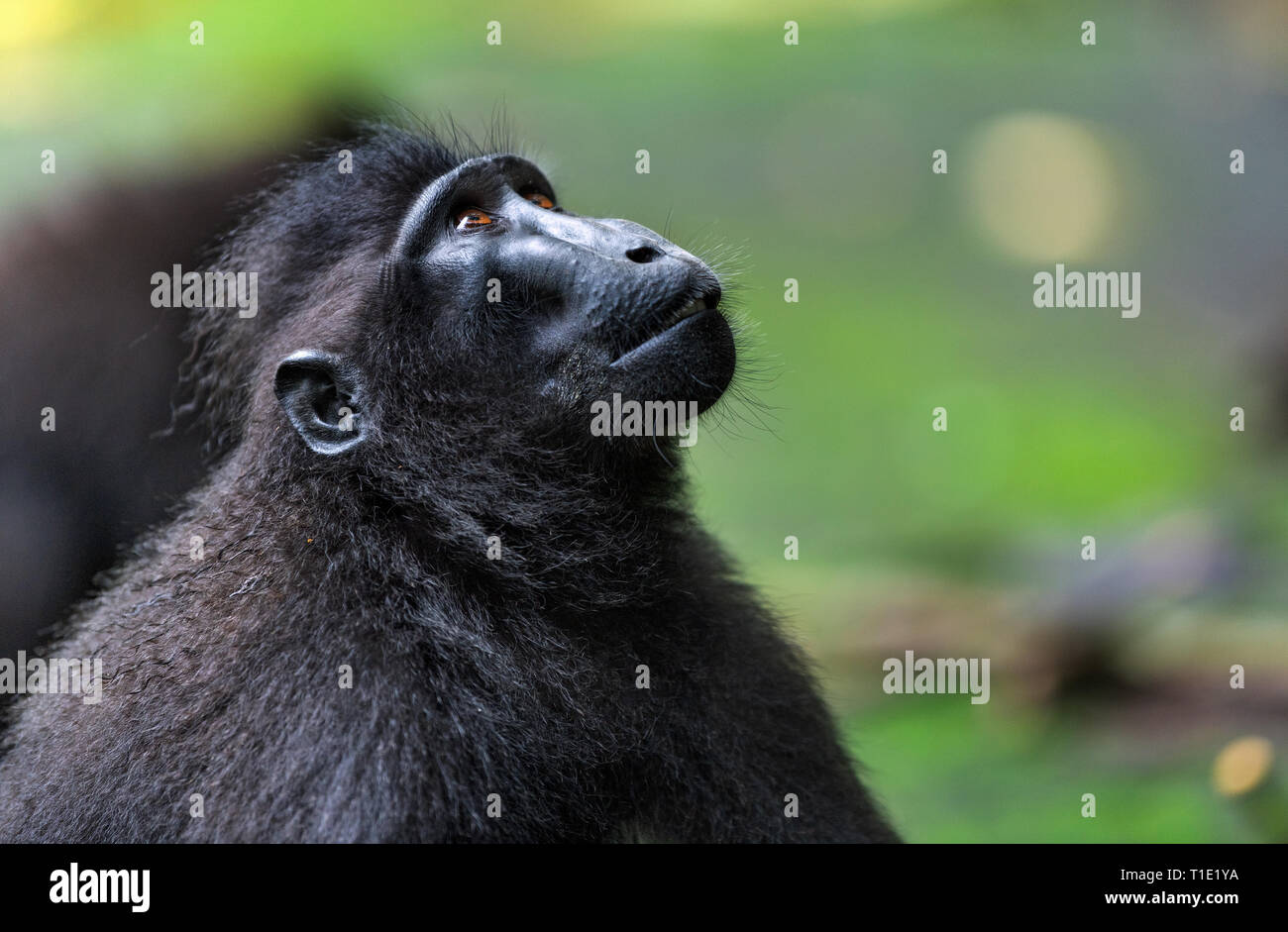 The Celebes crested macaque. Close up portrait, side view. Crested ...