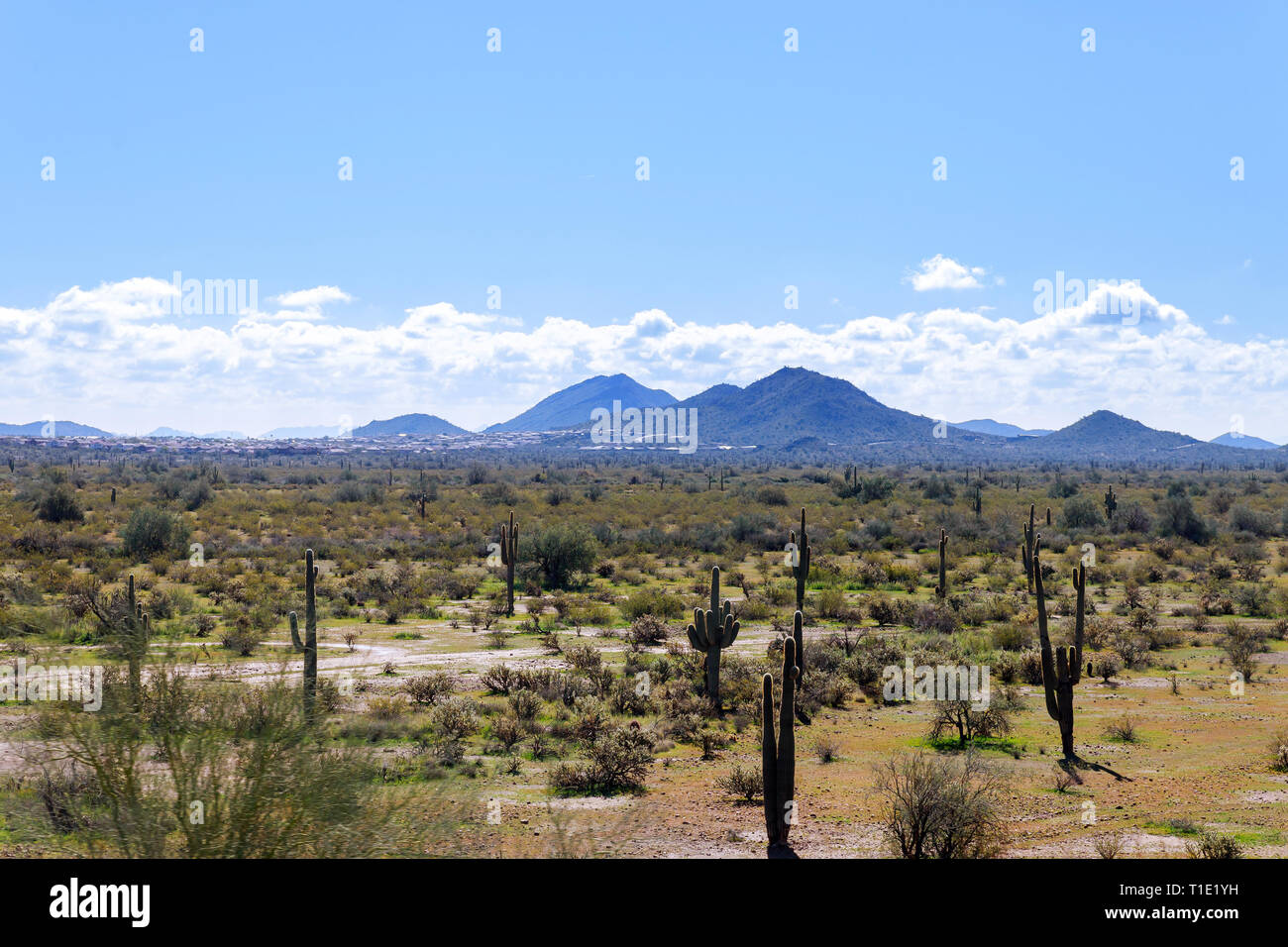 Arizona mountain range with saguaro cactus blue sky and light clouds ...