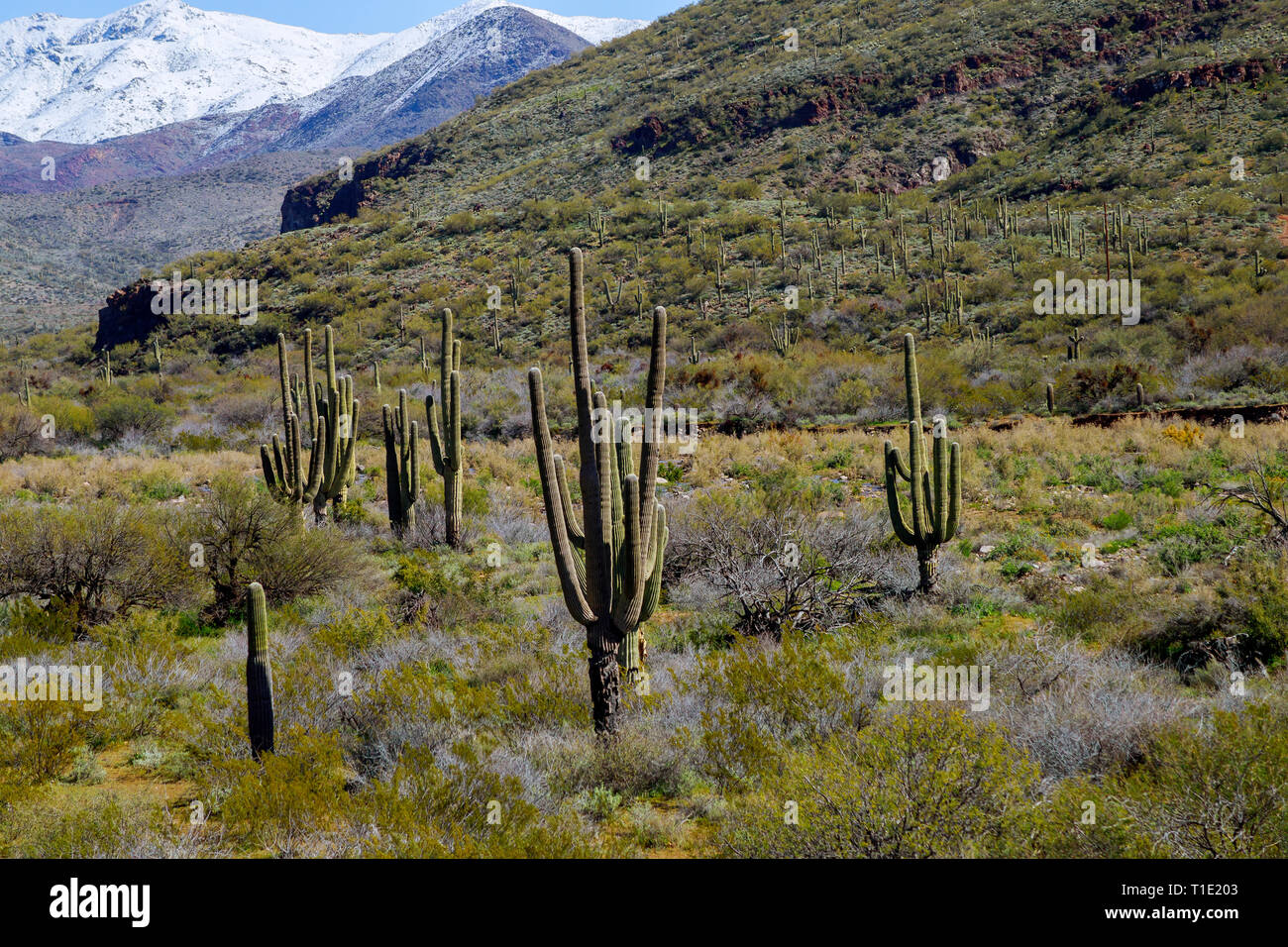 Snow covered mountains with saguaro cactus covered in landscape Stock ...
