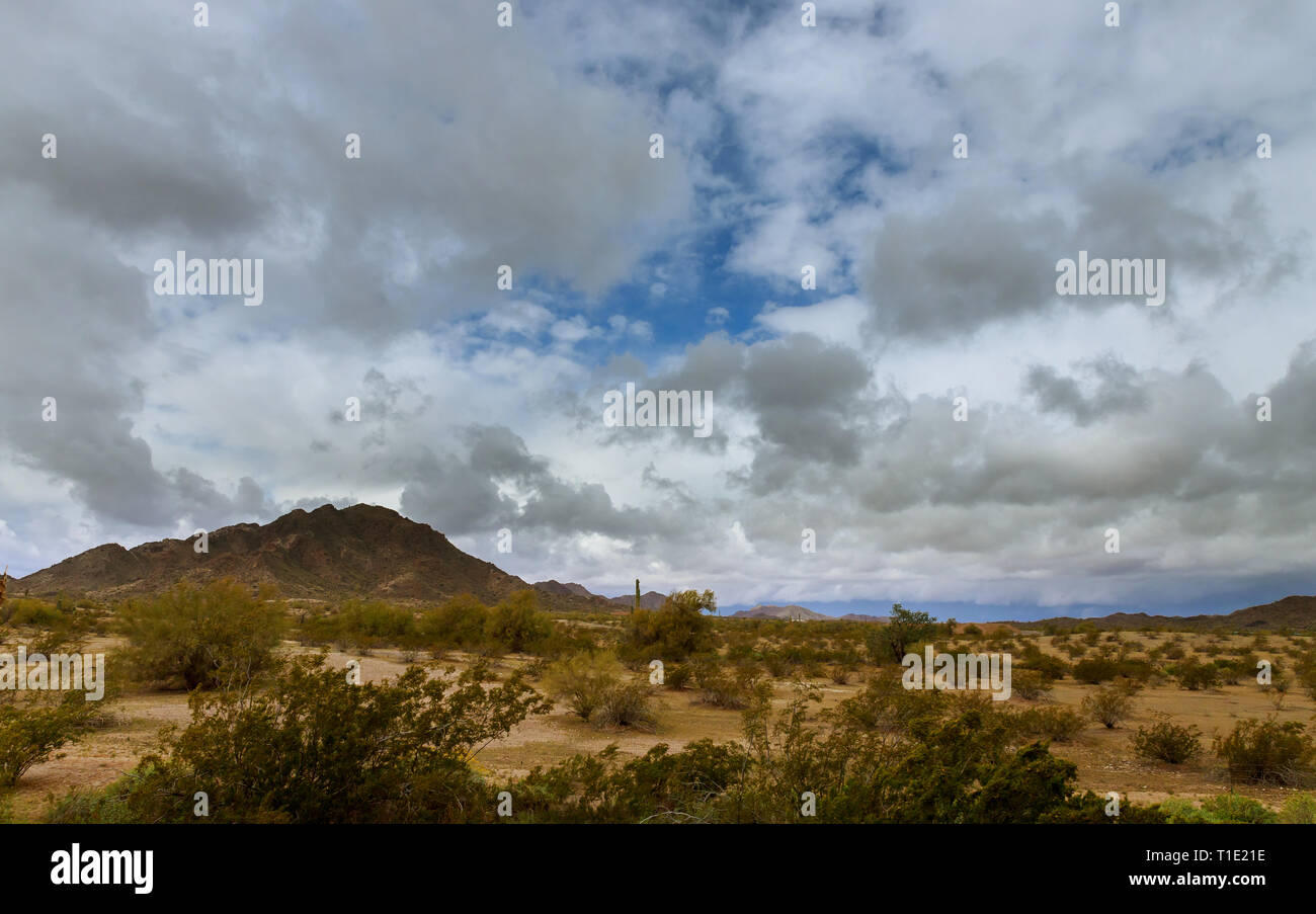 Wilderness landscape in Phoenix, Arizona cactus on the mountain desert ...