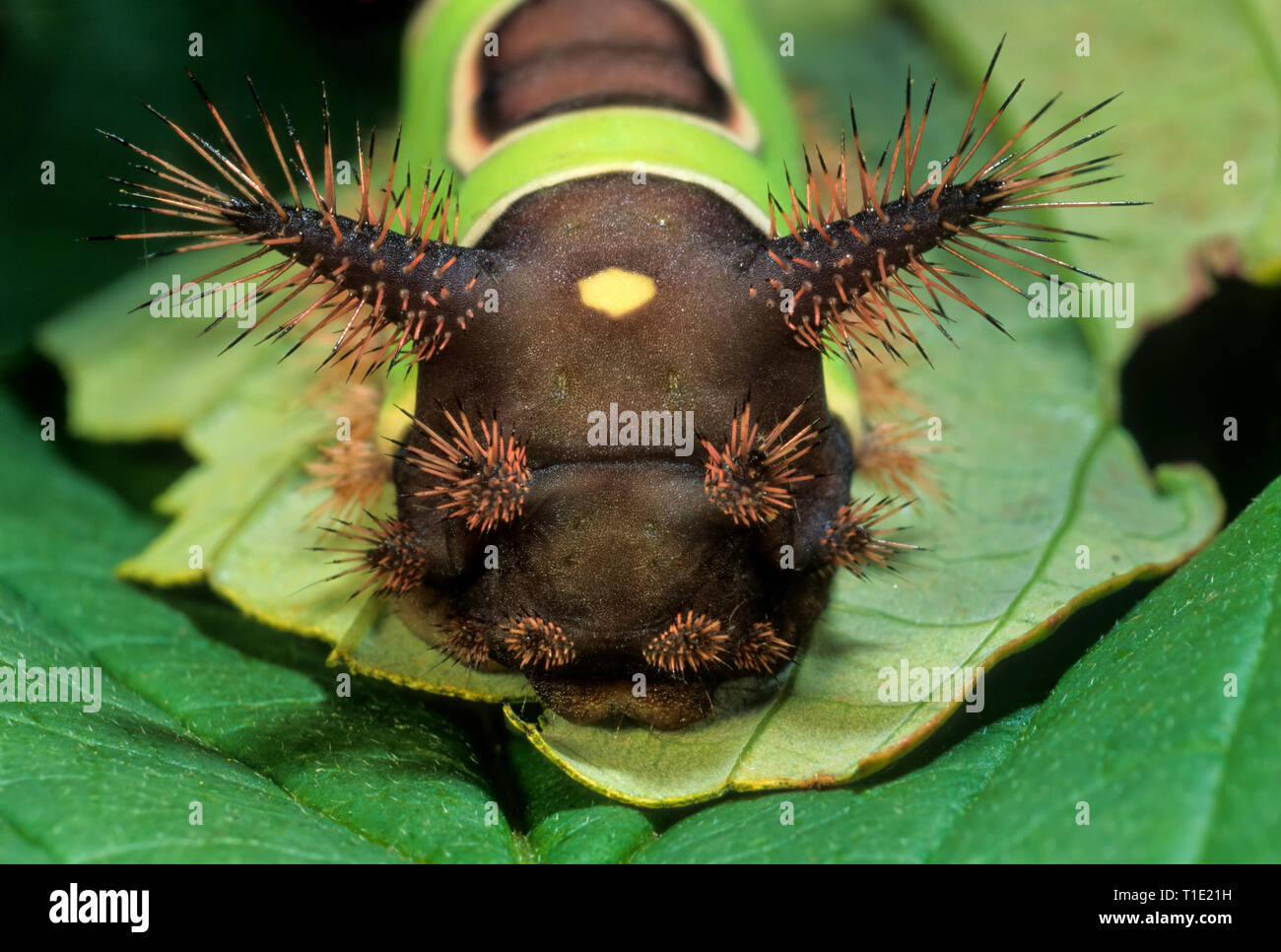 The saddleback caterpillar (Acharia stimulea) is the larva of a ...