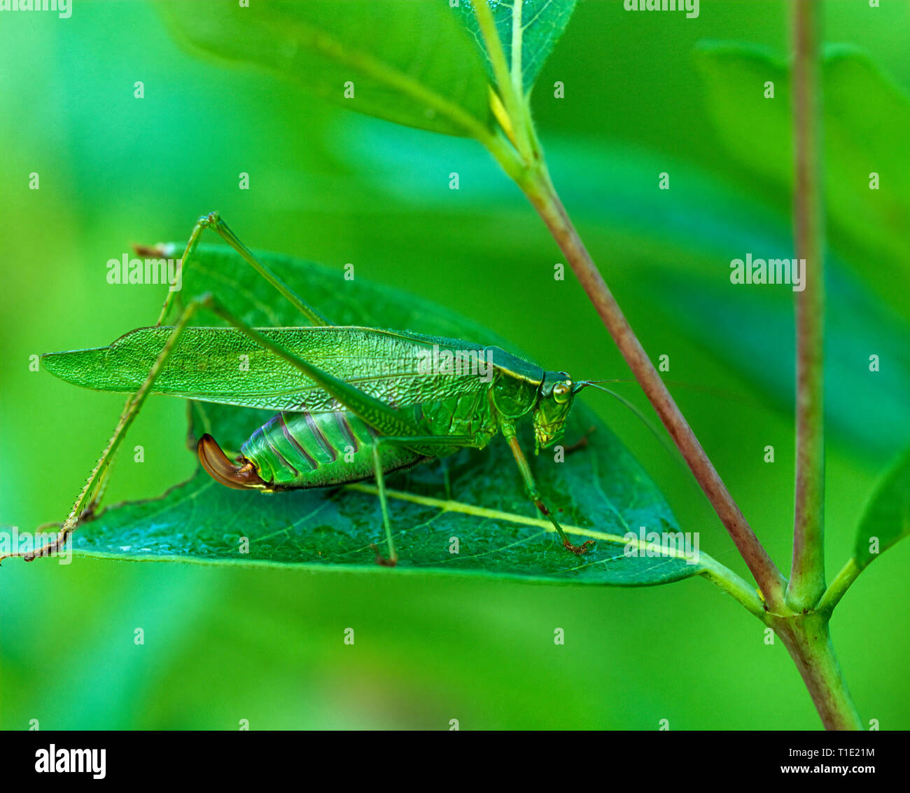 Scudders brush katydid hi-res stock photography and images - Alamy