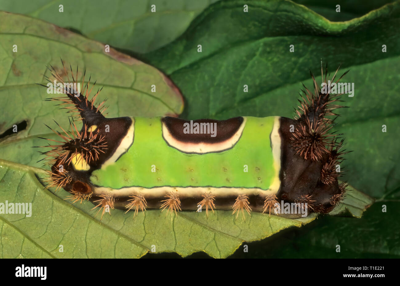 Side view of saddleback caterpillar (Acharia stimulea), the larva of a ...