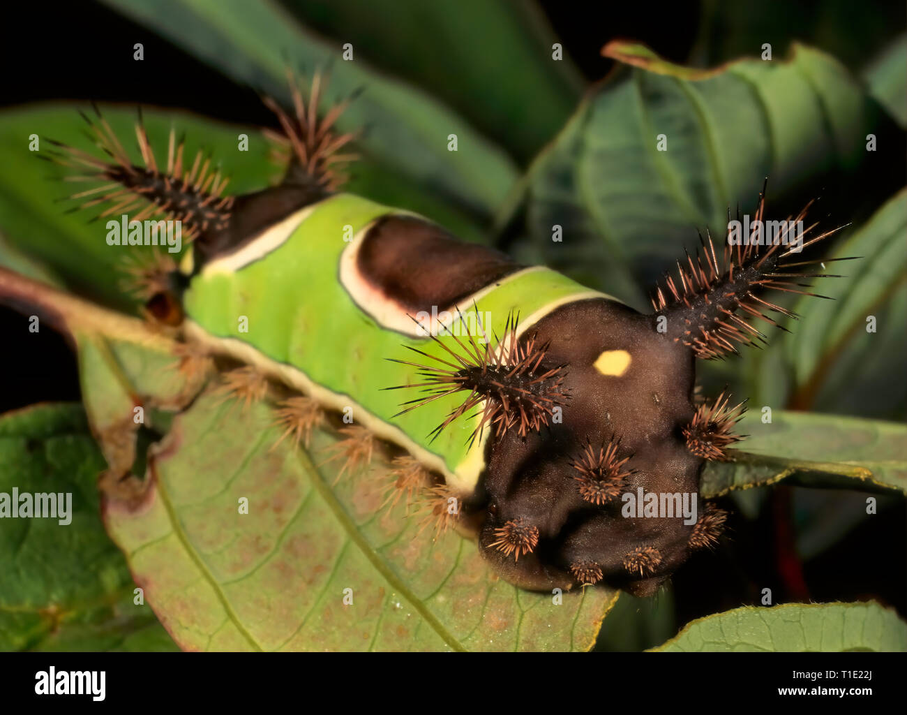 The saddleback caterpillar (Acharia stimulea) is the larva of a ...