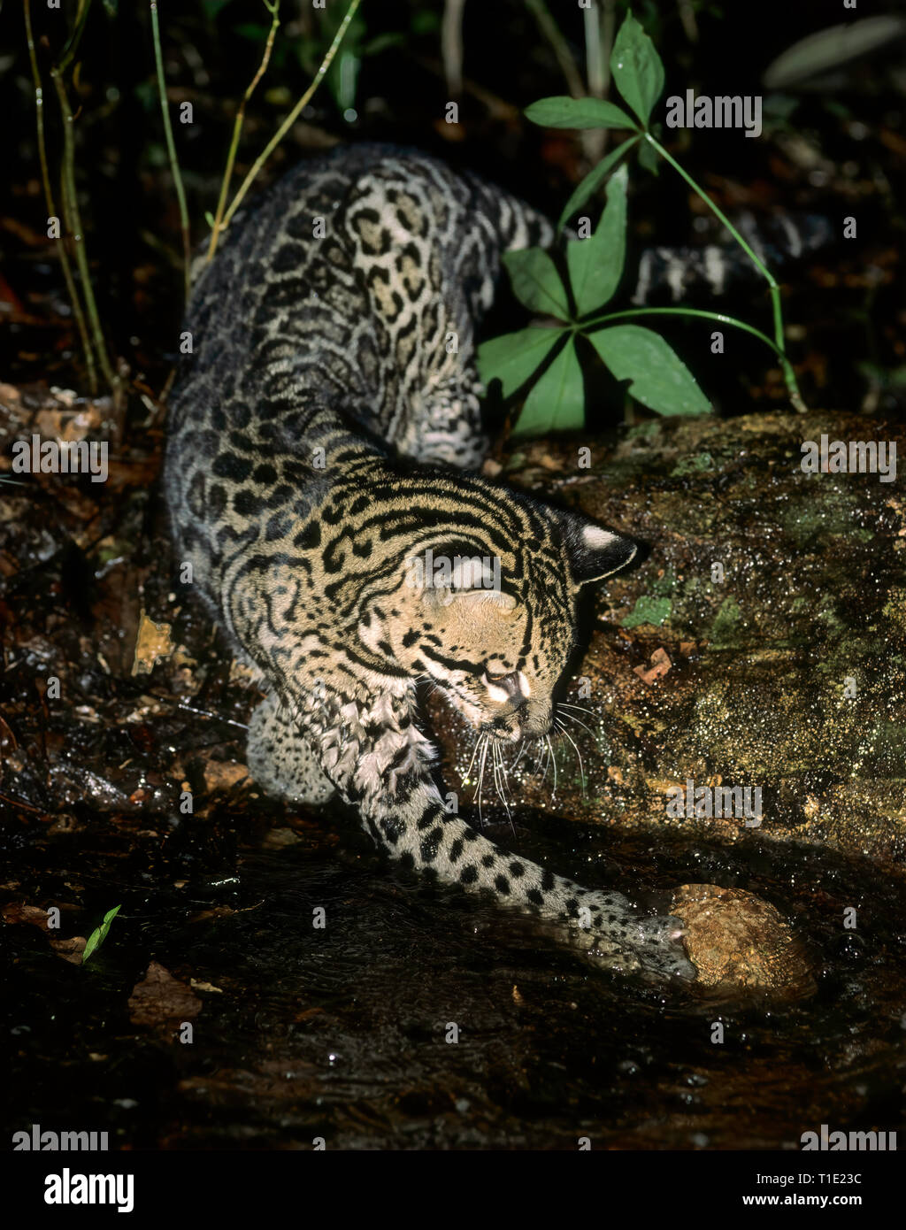 Ocelot (Leopardus pardalis) playing in Guatemalan rainforest. Taken ...