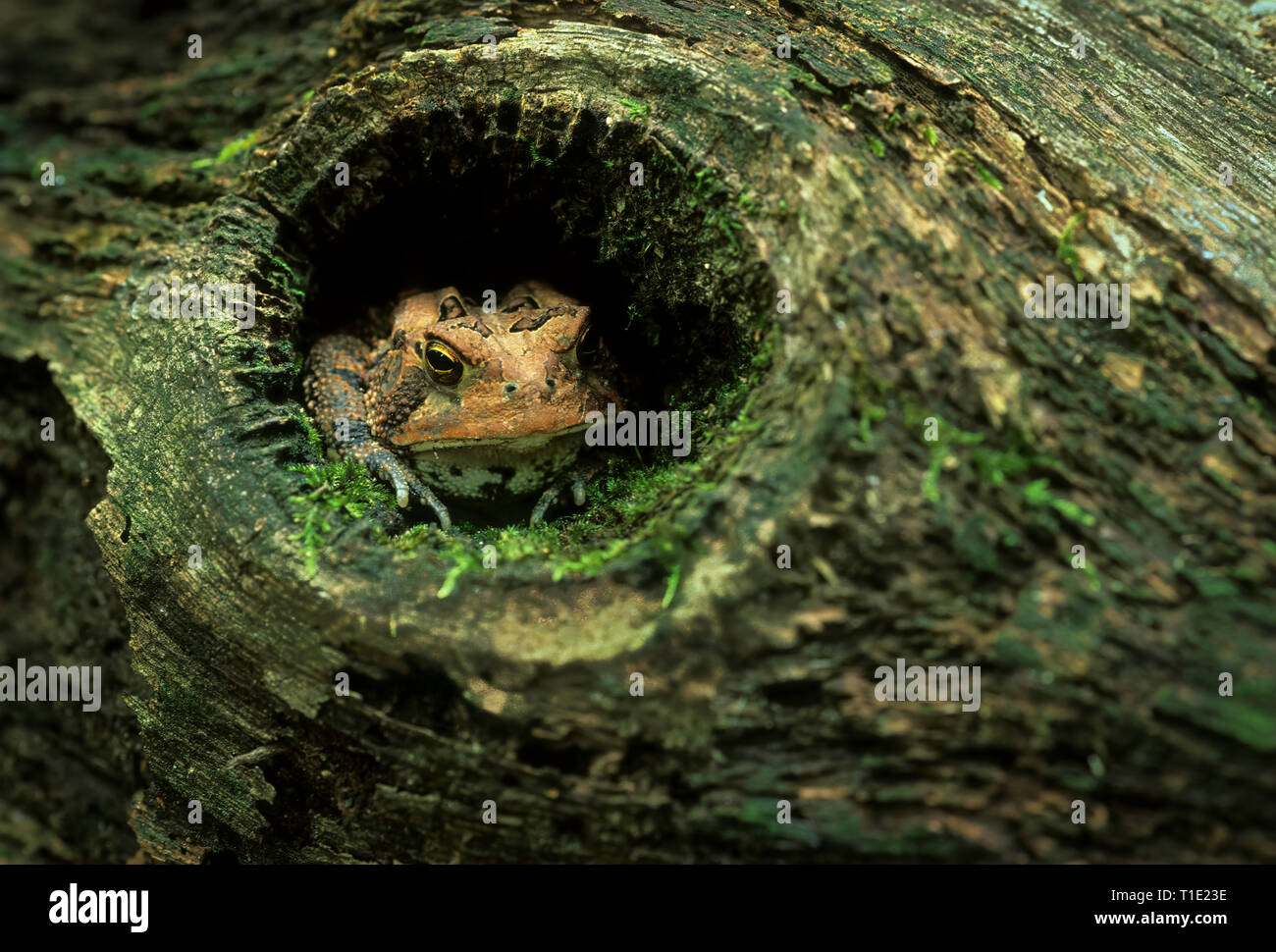Toad in a hole hi-res stock photography and images - Alamy