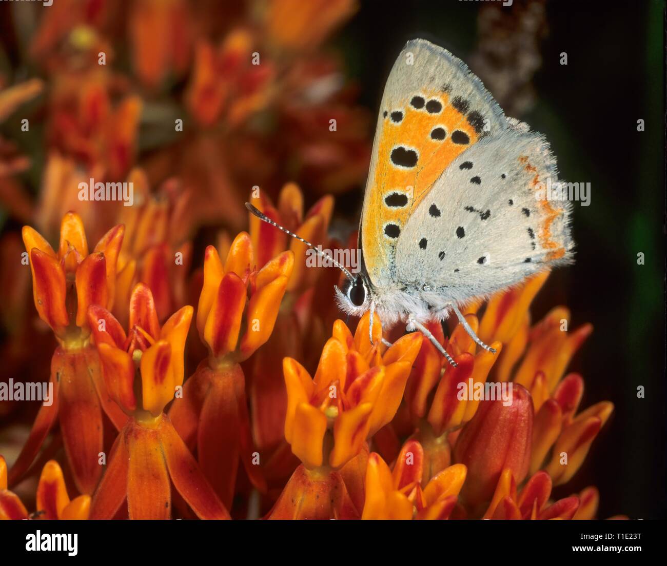 American copper butterfly (Lycaea phlaeas) nectaring on butterfly weed ...