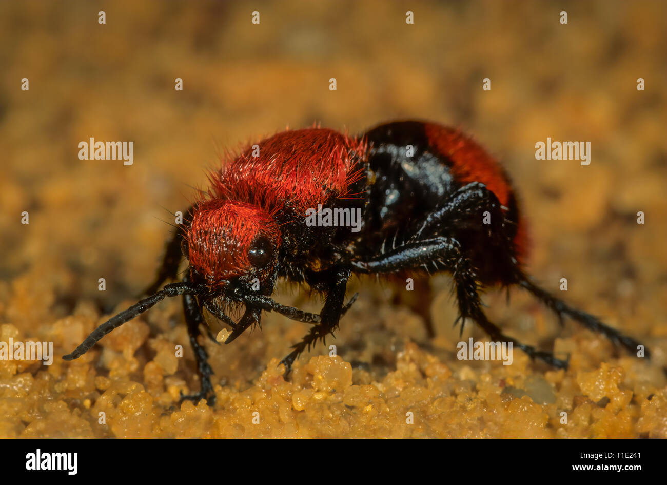 Female velvet "ant" (a wasp,Dasymutilla occidentalis) on prowl for a ...