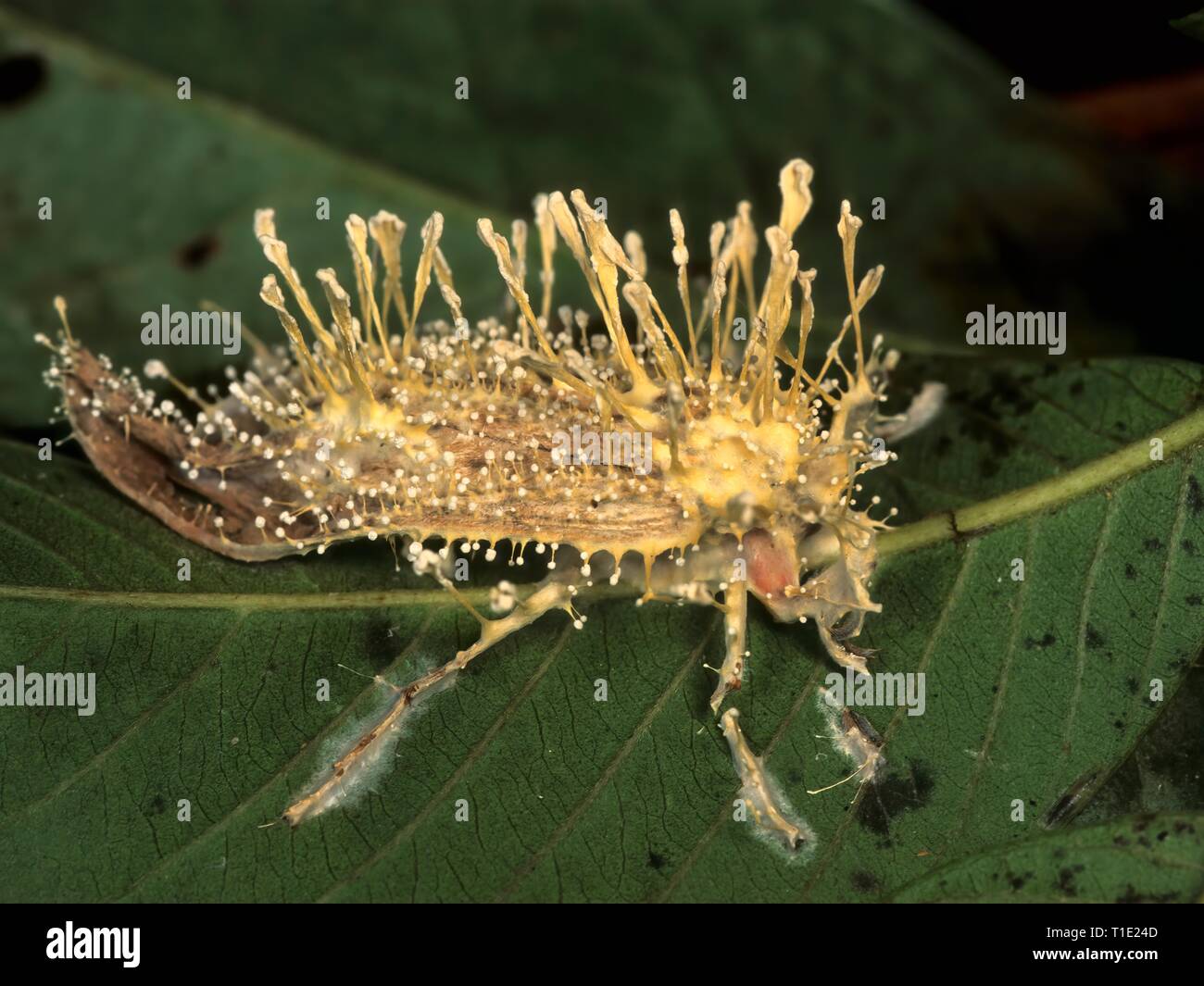 Entomophagous fungus growing on remains of katydid in Amazonian cloud ...