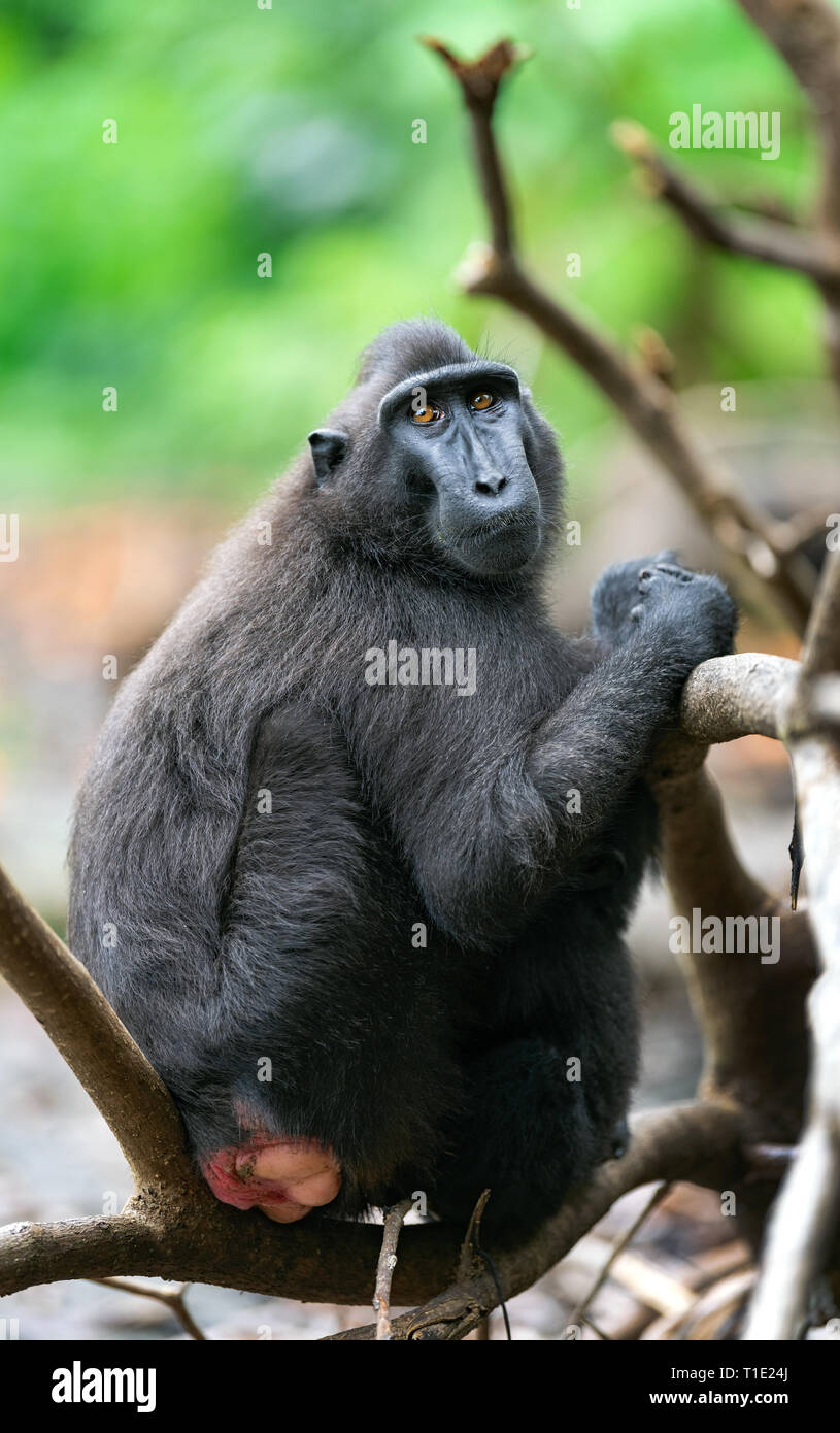 The Celebes crested macaque . Crested black macaque, Sulawesi crested ...