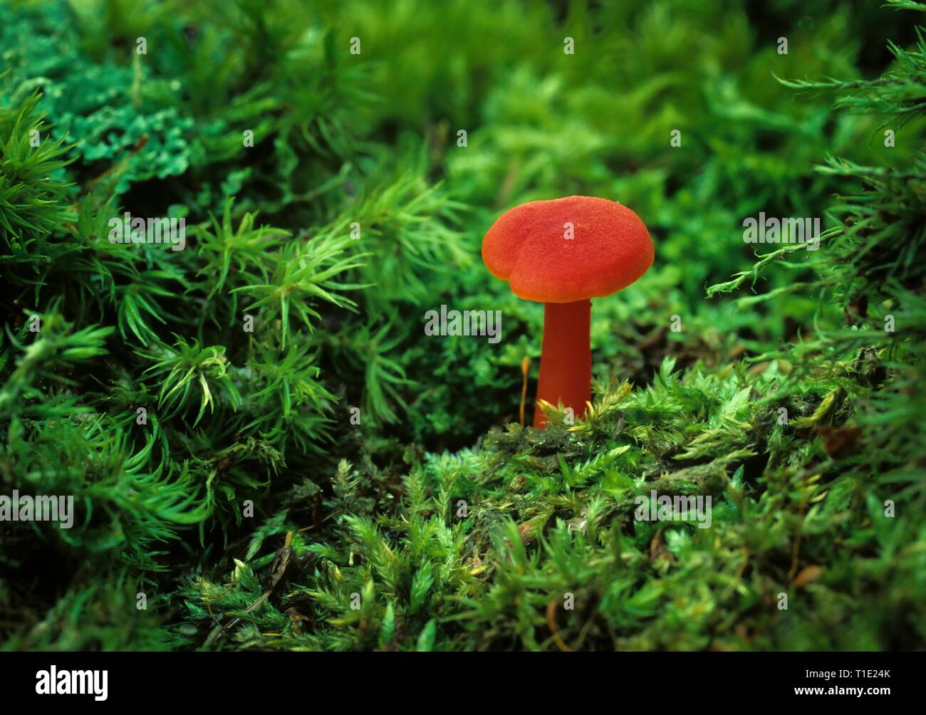 Tiny (1.5 cm tall) scarlet waxy cap mushroom (Hygrocybe coccinea ...