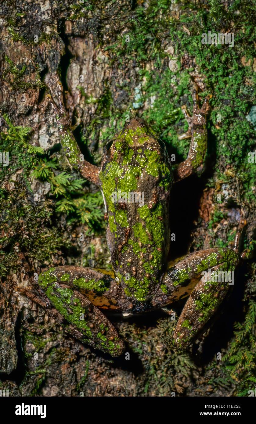 Northern cricket frog (Acris crepitans) on moss-covered tree trunk ...