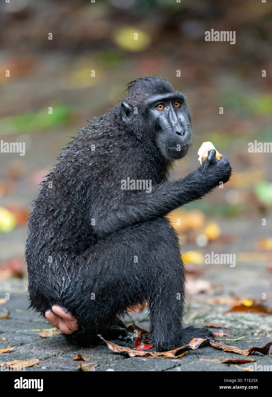 The Celebes crested macaque eating. Close up portrait. Crested black ...