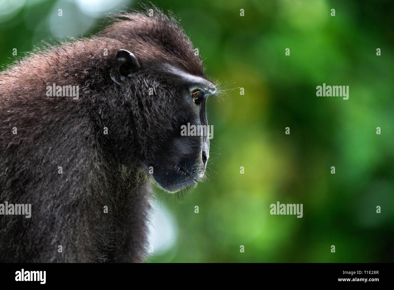 The Celebes crested macaque. Close up portrait, side view. Crested ...