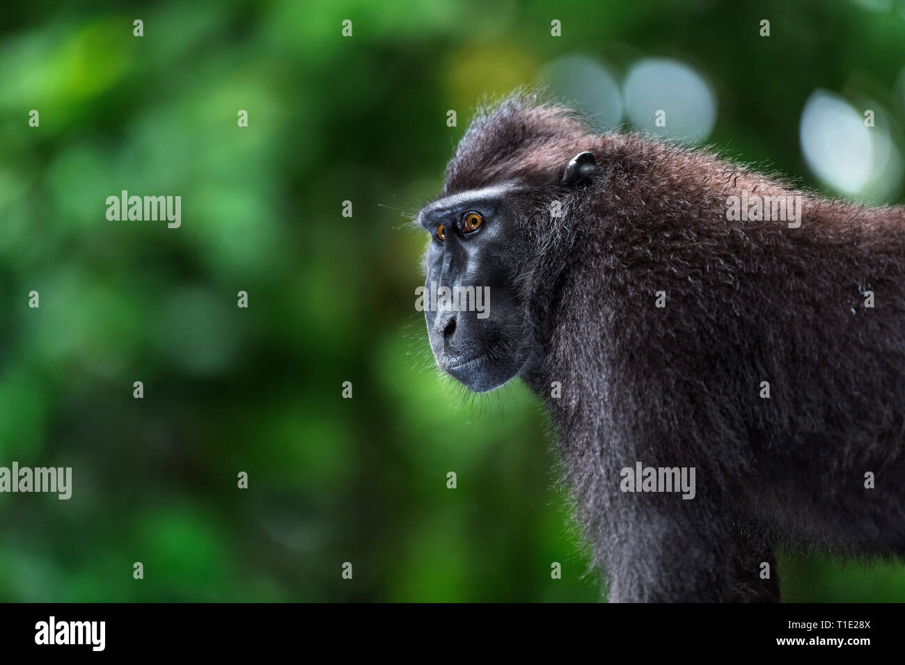 The Celebes crested macaque. Close up portrait, side view. Crested ...