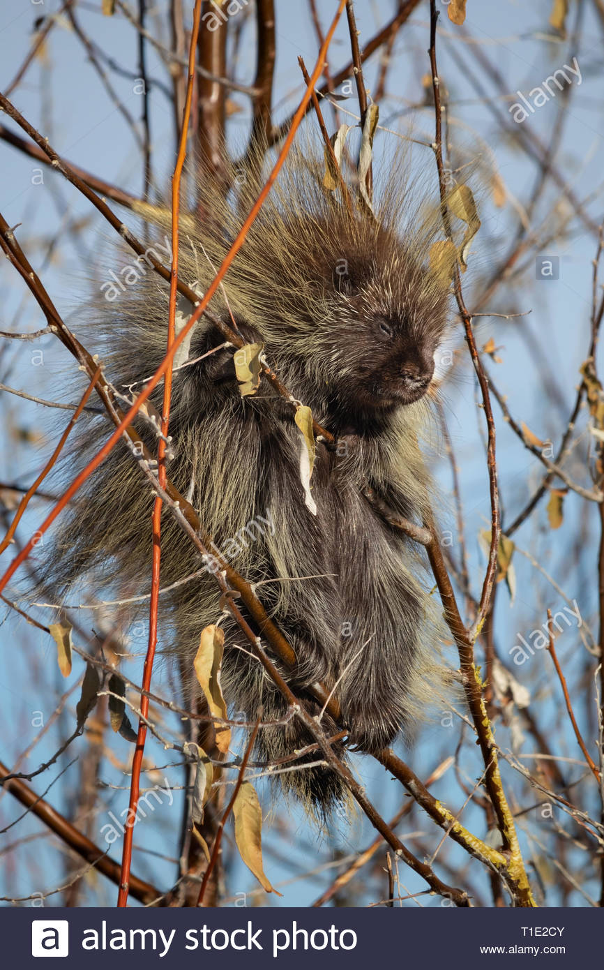 Porcupine Tree Stock Photos & Porcupine Tree Stock Images - Alamy