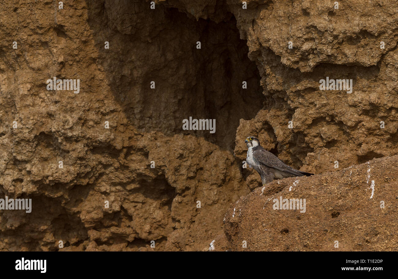 Laggar falcon hi-res stock photography and images - Alamy