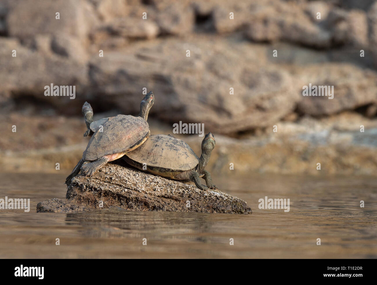 India Turtles High Resolution Stock Photography and Images - Alamy